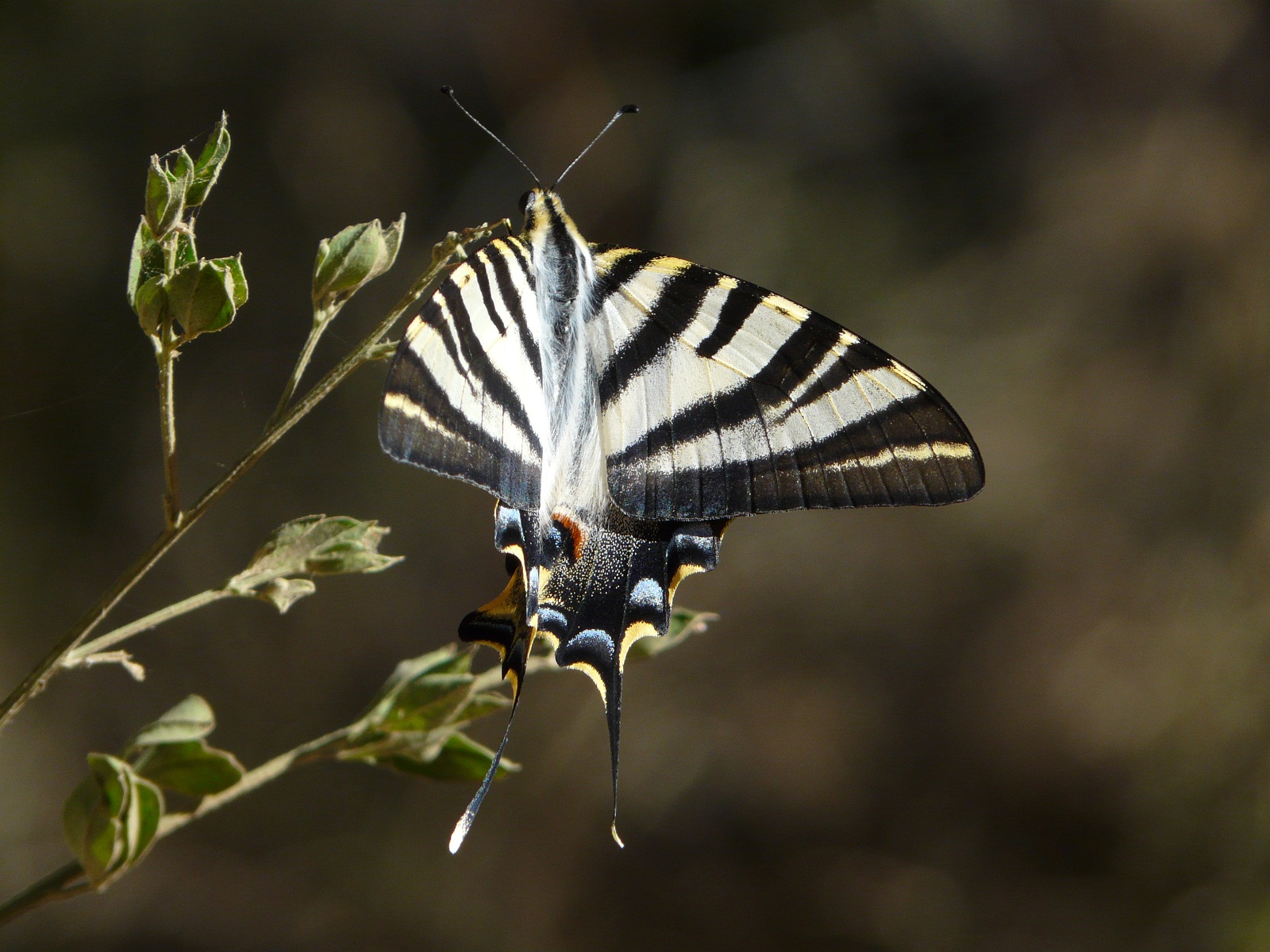 Iphiclides podalirius (Papiliónidos)