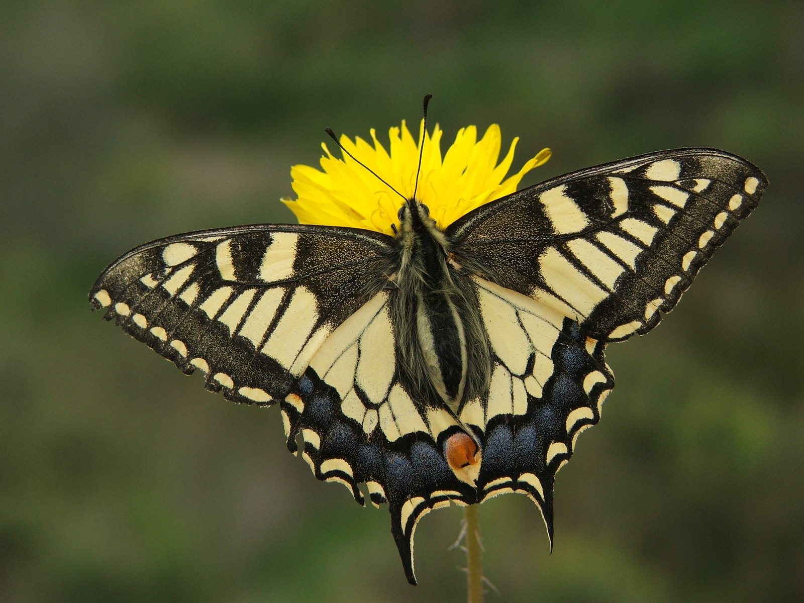 Papilio machaon (Papiliónidos)